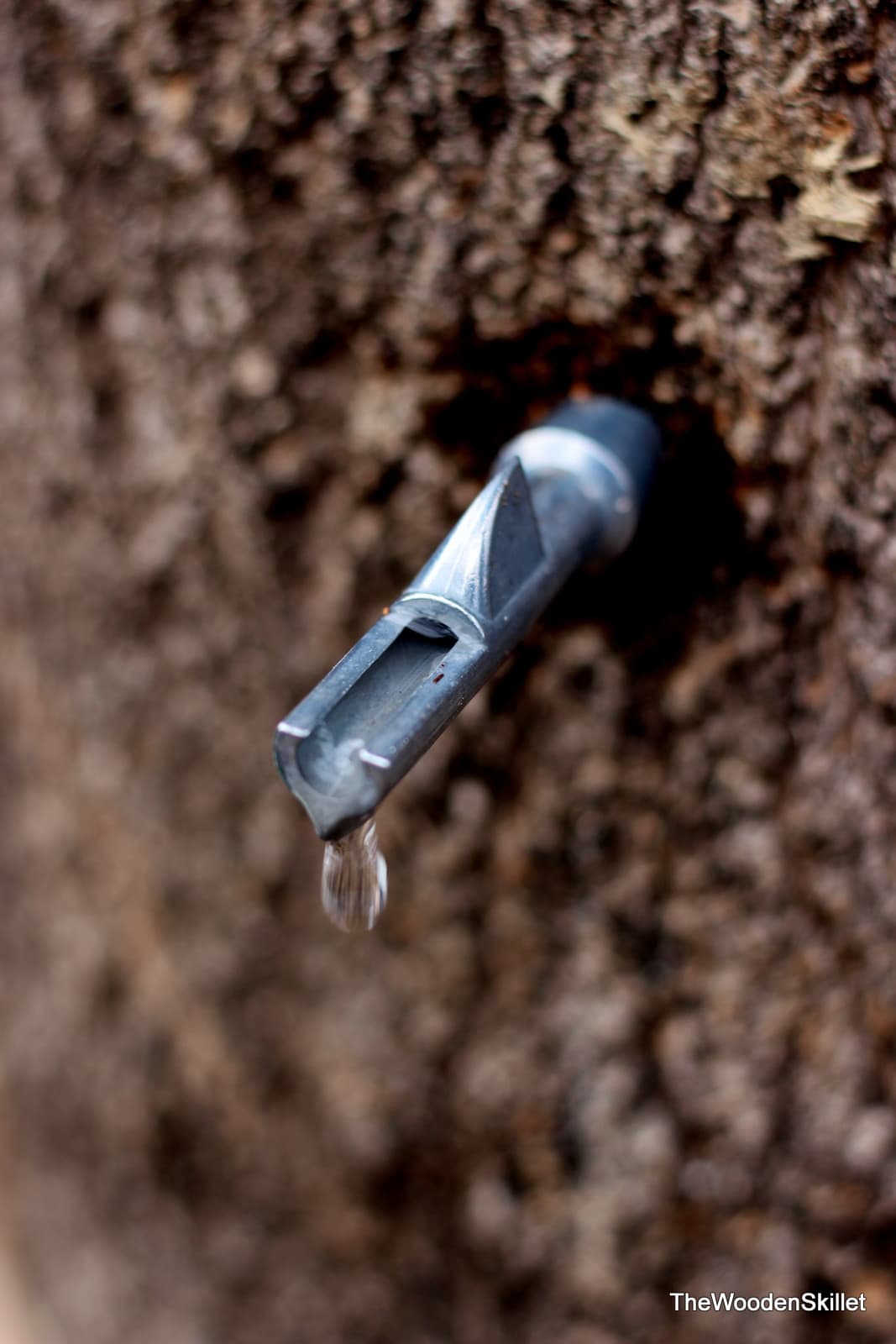How to Tap Maple Trees - The Wooden Skillet